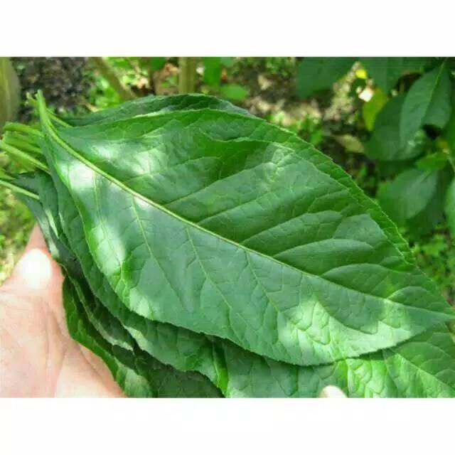 Jual Daun herbal afrika selatan | Shopee Indonesia