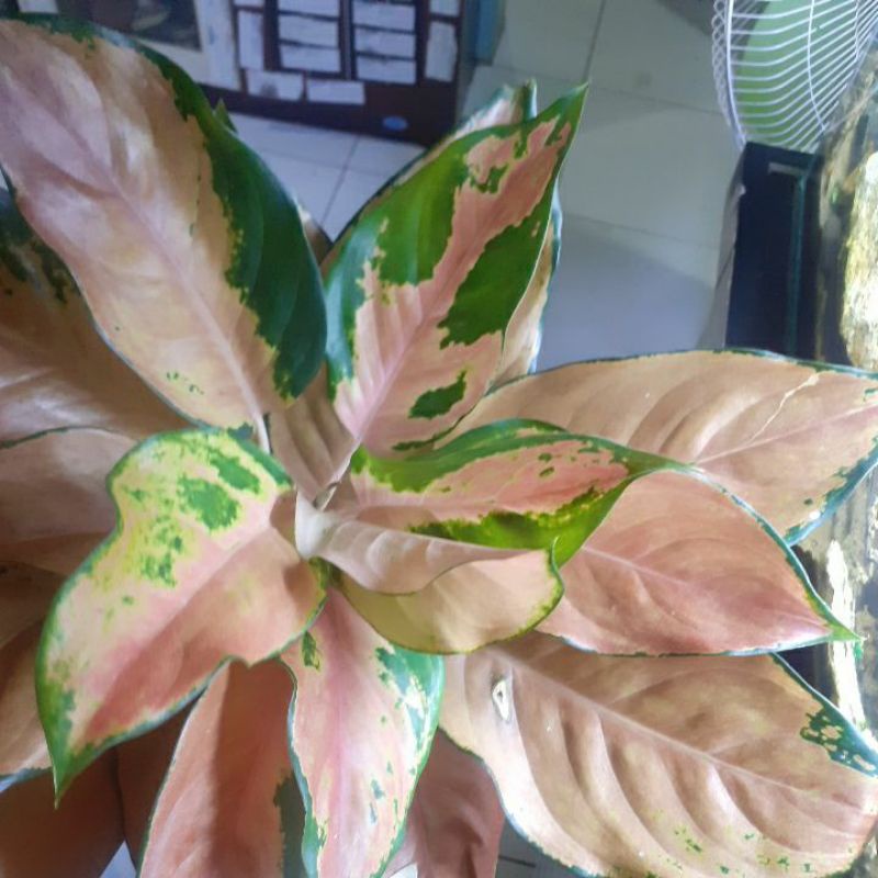 Jual aglaonema kochin tembaga coklat | Shopee Indonesia