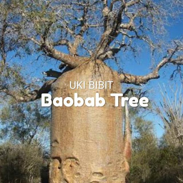 Jual Buruan Beli] ( 3 Butir ) Benih Pohon Baobab | Adansonia Digitata ...