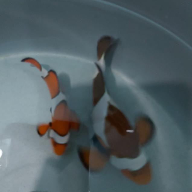 Jual xvf-42 Ikan Hias Laut Clown Fish / Nemo - S | Shopee Indonesia