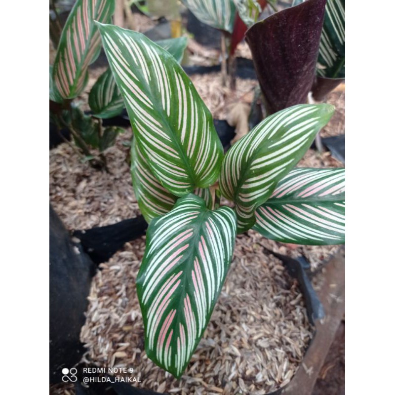 Jual pohon kalatea strip ping | Shopee Indonesia