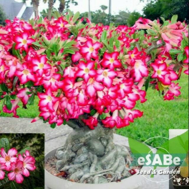 Jual Benih Biji Adenium Obesum Desert Rose Pink | Shopee Indonesia