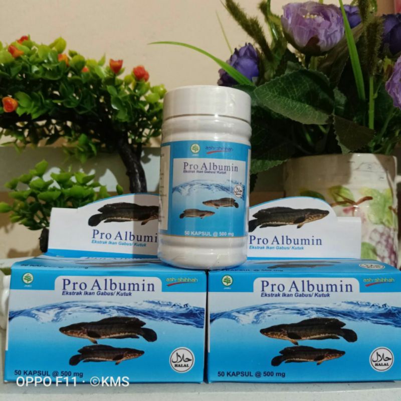 Jual Pro Albumin Ash-Shihhah Kapsul Ekstrak Ikan Gabus Original 50 Kapsul | Shopee Indonesia