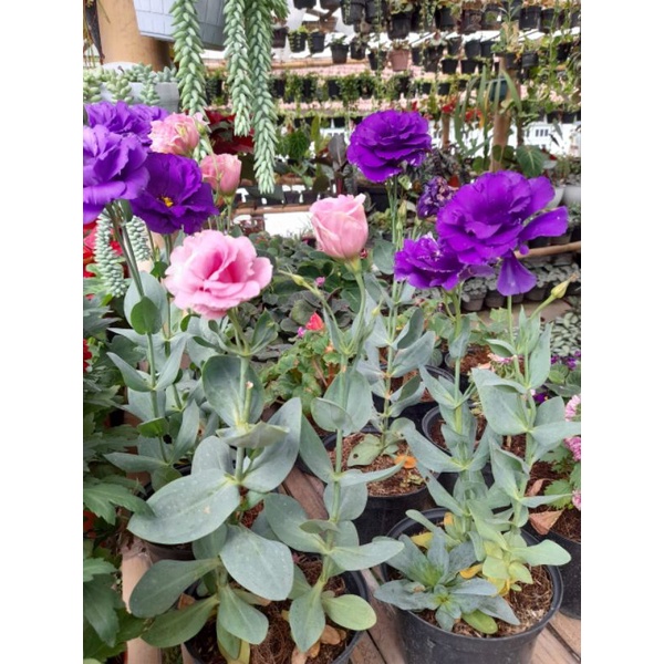 Jual Tanaman Bunga Lisianthus / Mawar Tanpa Duri | Shopee Indonesia