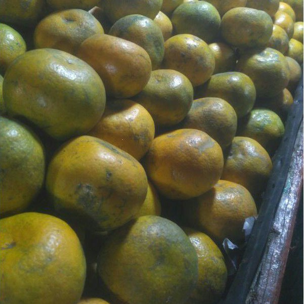 Jual Jeruk medan / 1 kg | Shopee Indonesia
