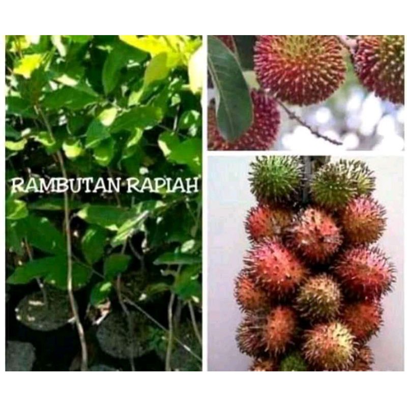 Jual bibit rambutan rapiah berbunga ukuran 1, 5 meter | Shopee Indonesia