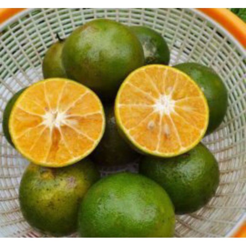 Jual Jeruk Pontianak Manis / Jeruk Medan Manis / Jeruk Peras Manis ...