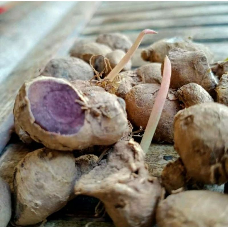Jual temulawak hitam(temu Ireng)/Curcuma aeruginosa Roxb | Shopee Indonesia