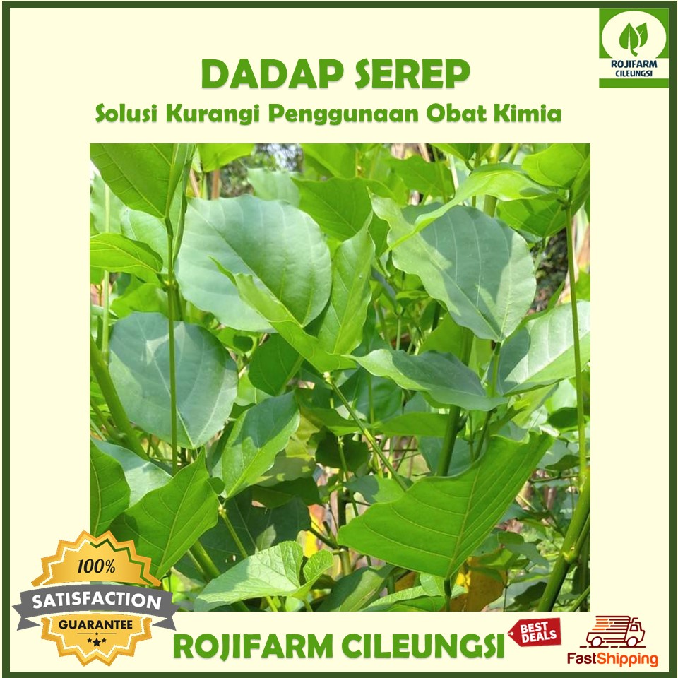 Jual Daun Dadap Segar Petik Dadakan Per Ikat Sekitar 15-20 Ranting ...