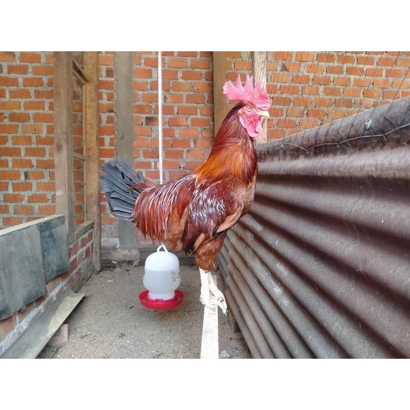 Jual TELUR AYAM LARMOD/LAYER MODIF INDUKAN BESAR UNTUK DI TETASKAN ...