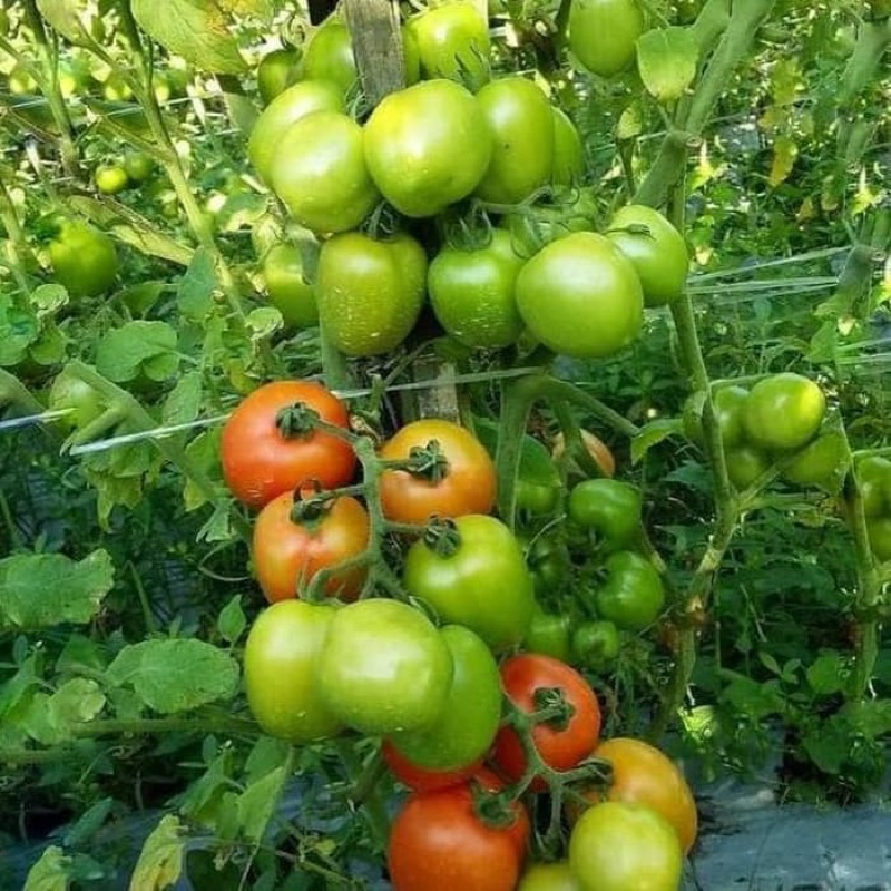 Jual Benih Tomat Corona 402 Hibrida F1 5gr Chia Tai Seed | Shopee Indonesia