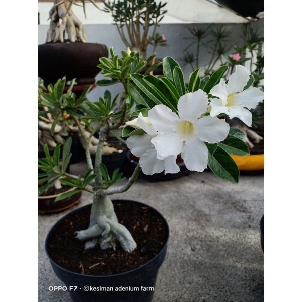 Jual biji adenium obesum/somalense bunga putih(harga perbiji) | Shopee ...