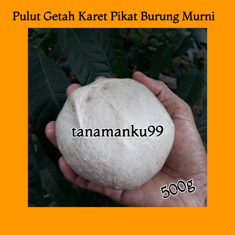 Jual Getah Karet Pulut Burung 500g | Shopee Indonesia