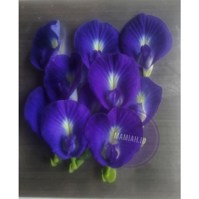 Jual BUNGA SEGAR/FRESH - Bunga Telang Butterfly Pea EDIBLE FLOWERS ...