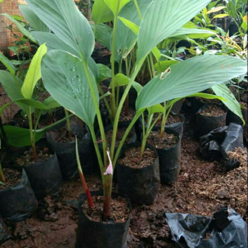 Jual Pohon Temu konci-Pohon Temu Kunci Herbal | Shopee Indonesia