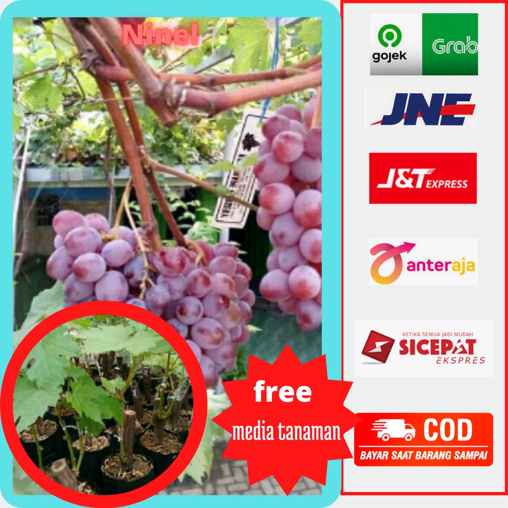 Jual Jual Bibit Pohon Anggur Ninel Berkualitas | Shopee Indonesia