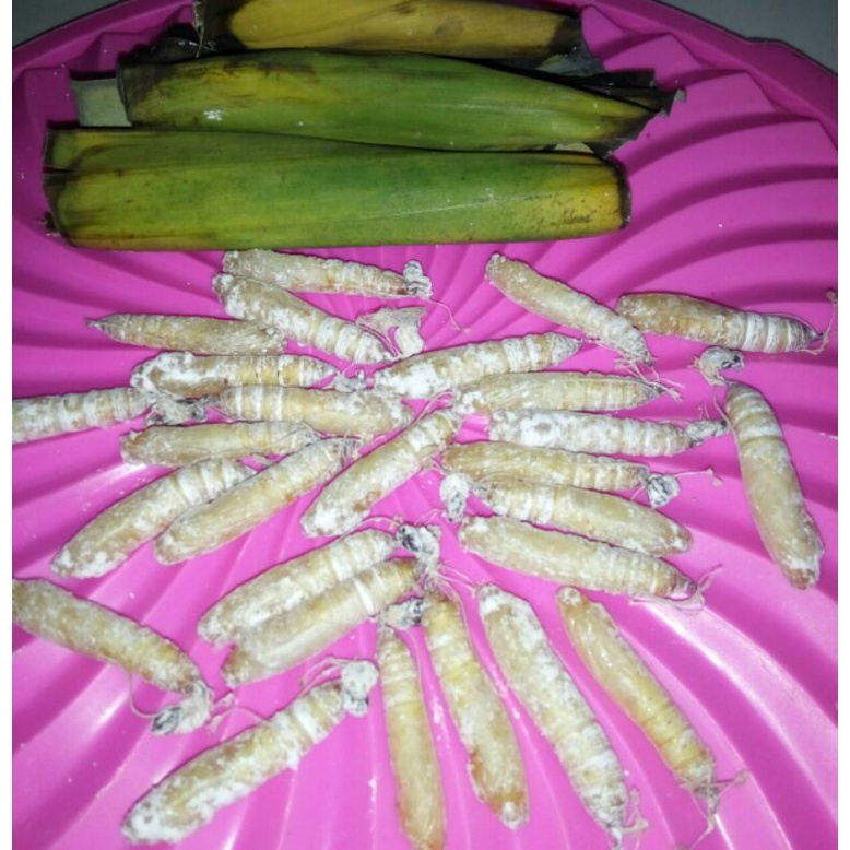 Jual Kepompong Ulat Daun Pisang | Shopee Indonesia