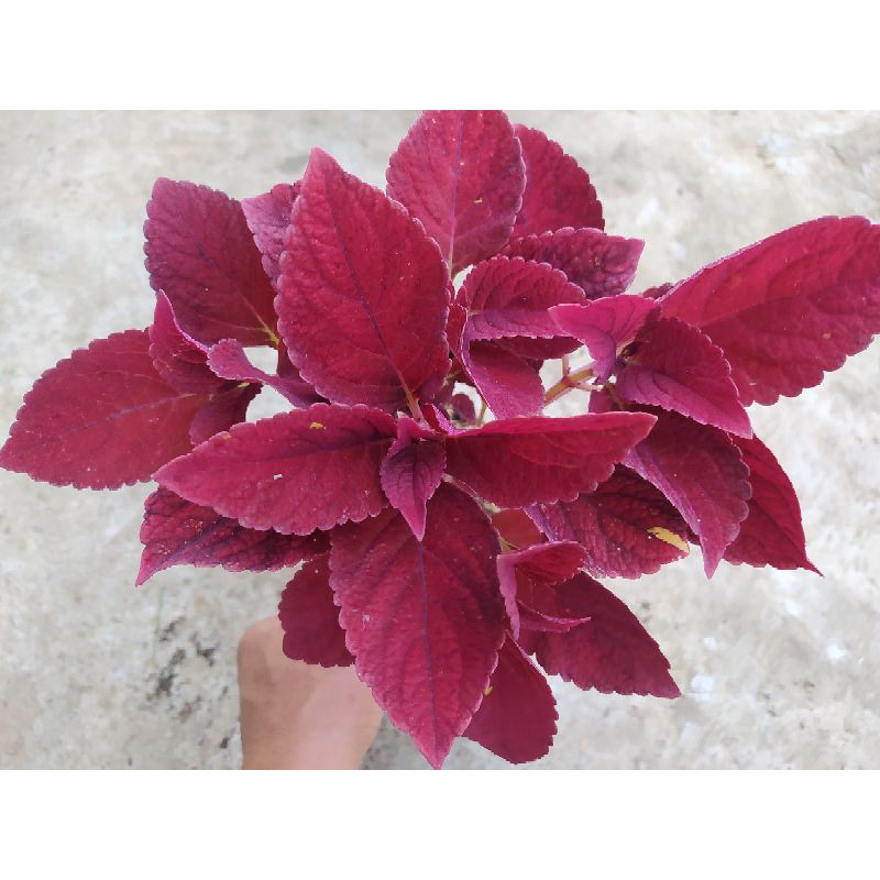 Jual tanaman hias miana merah hidup berakar | Shopee Indonesia