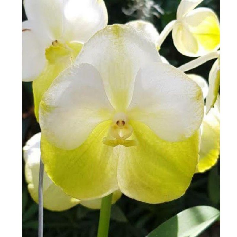Jual anggrek dendrobium kuning putih - jenis anggrek mini | Shopee ...