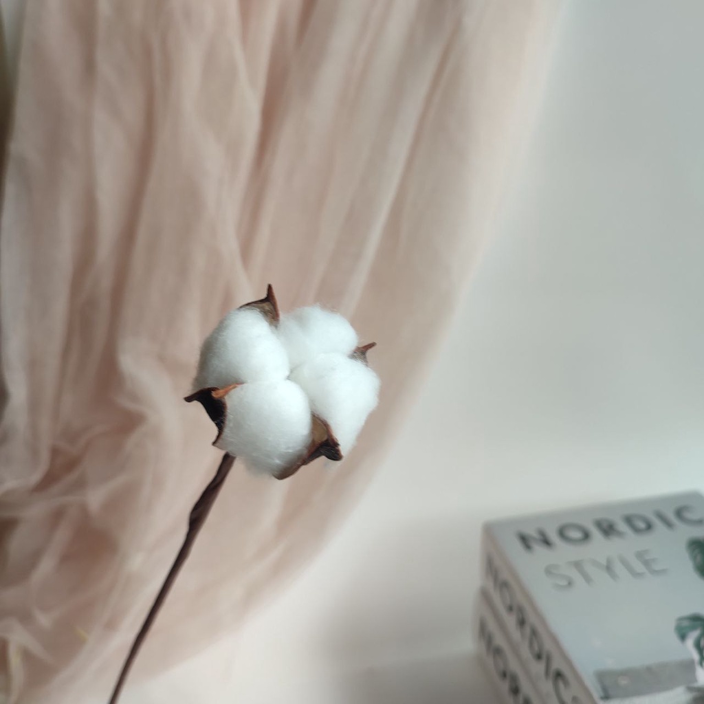 Jual Bunga kapas | cotton flower | bunga gandum | caspea | boroco ...