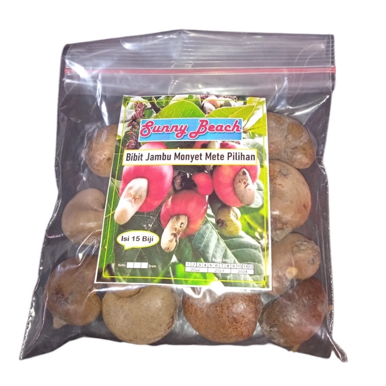 Jual Bibit Jambu Monyet Mete Pilihan|Benih Jambu Mede|Bibit Jambu Mete ...