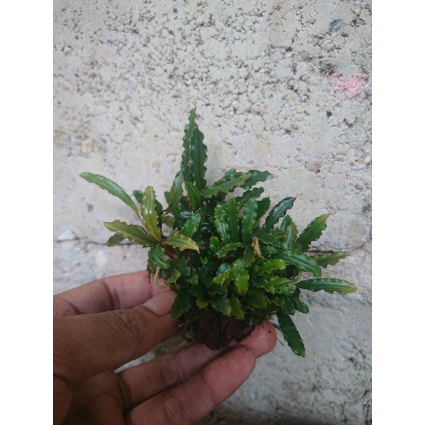 Jual Bucephalandra velvet aquascape onrock /wabikusa | Shopee Indonesia