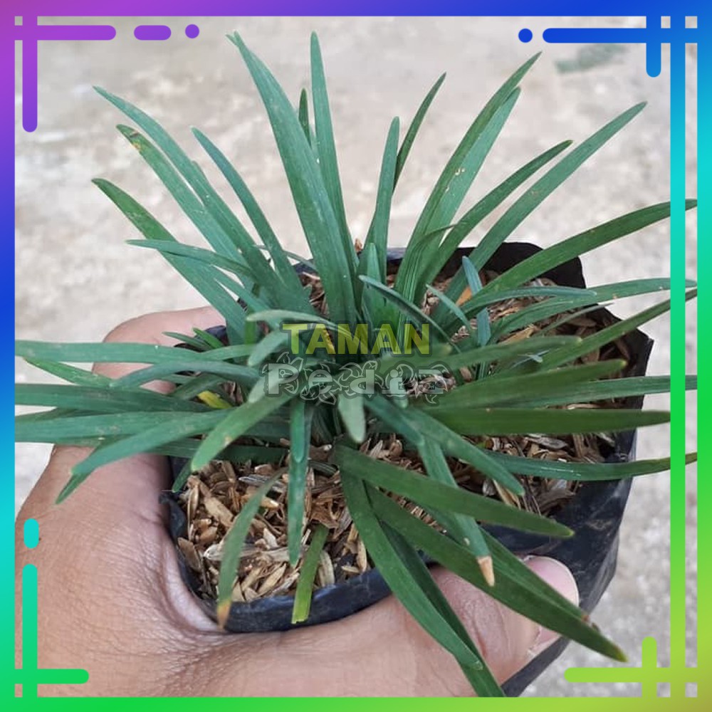 Jual Tanaman Kucai Mini/ Rumput Kucai Mini/ Pohon Kucay | Shopee Indonesia