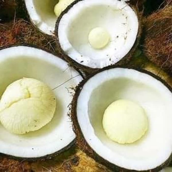 Jual Kentos kelapa original 10 pcs | Shopee Indonesia