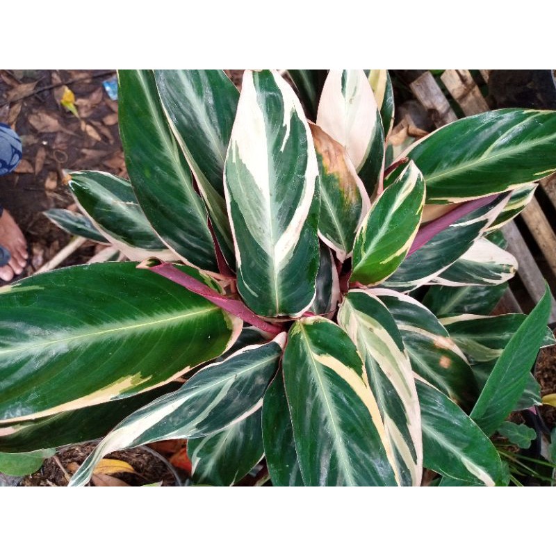 Jual Tanaman maranta bali/ callathea bali | Shopee Indonesia