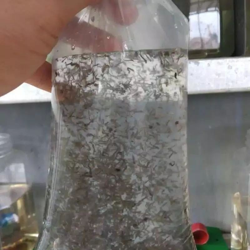 Jual ENCU ENCUK JENTIK NYAMUK PAKAN CUPANG / IKAN HIAS / LOUHAN ...