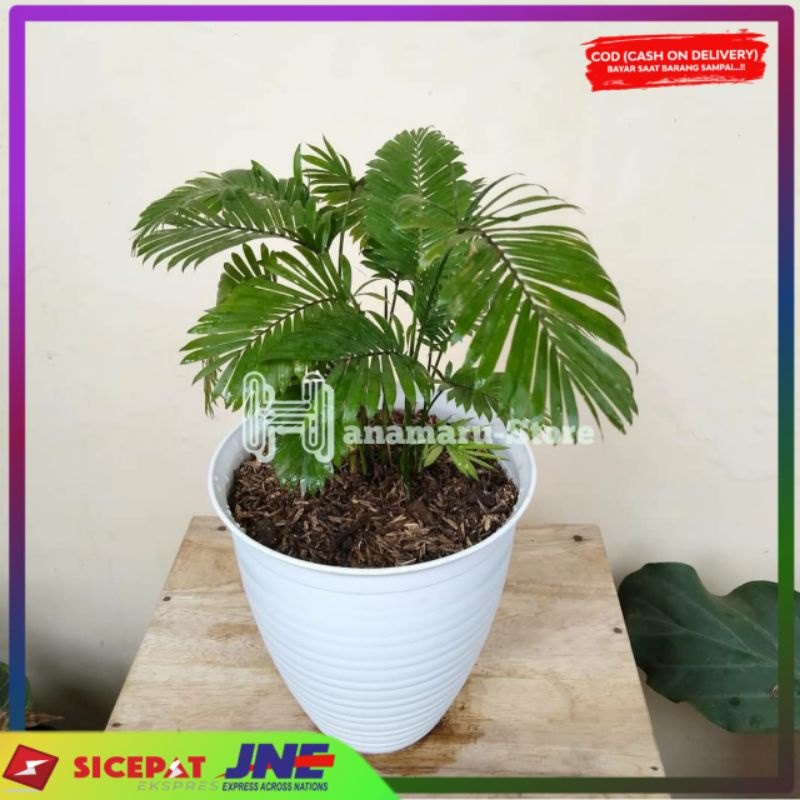 Jual Tanaman palem paris mini - Tanaman palem jernang - Tanaman palem ...