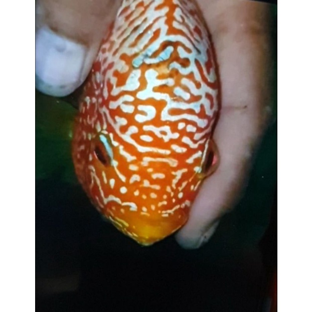 Jual burayak ikan louhan golden base size 2-3cm | Shopee Indonesia