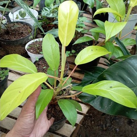 Jual Philo Lemon Philodendron Lemon Bunga Tanaman Hias Tanaman Viral ...