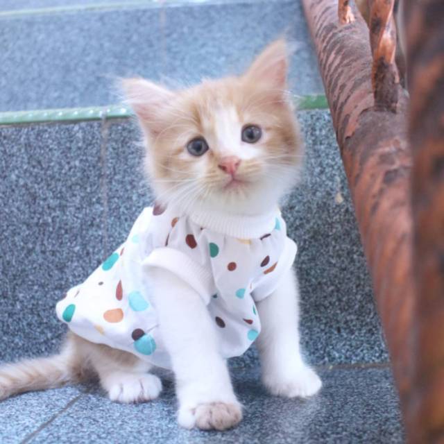 Jual Baju kucing kaos rumahan polkadot lucu untuk kucing atau anjing ...