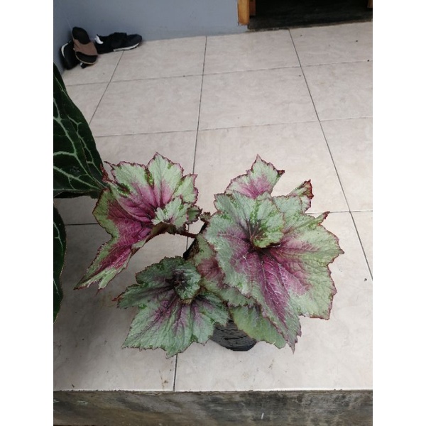 Jual Tanaman Hias Begonia Rex Plant/Tapak Dewa Jumbo | Shopee Indonesia
