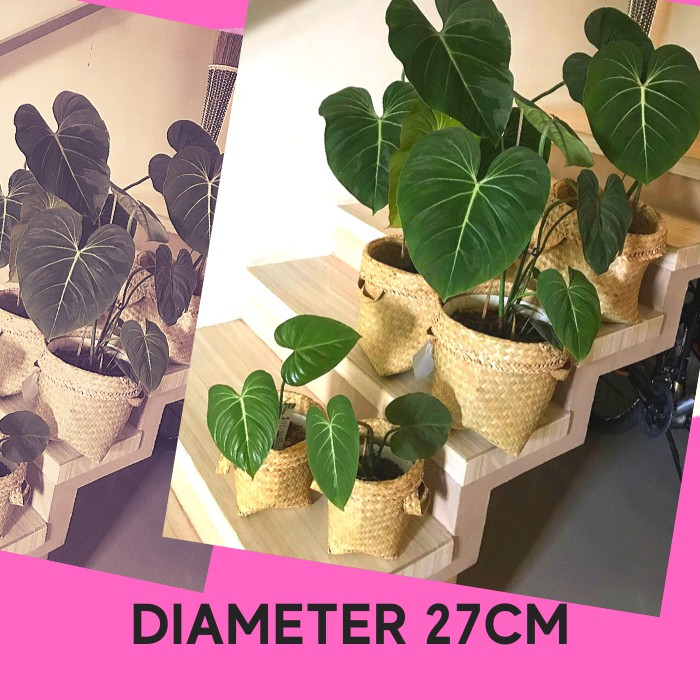 Jual Keranjang Cover Pot Anyaman Purun D.25-27 cm | Shopee Indonesia