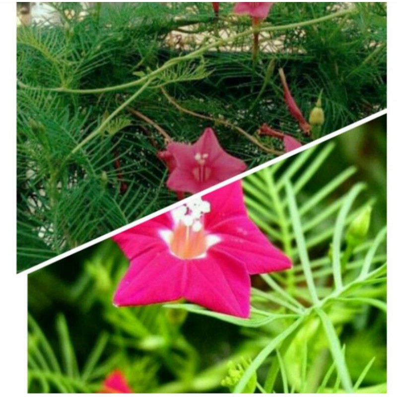 Jual tanaman/biji bunga rincik bumi/star glory/songgo langit | Shopee ...