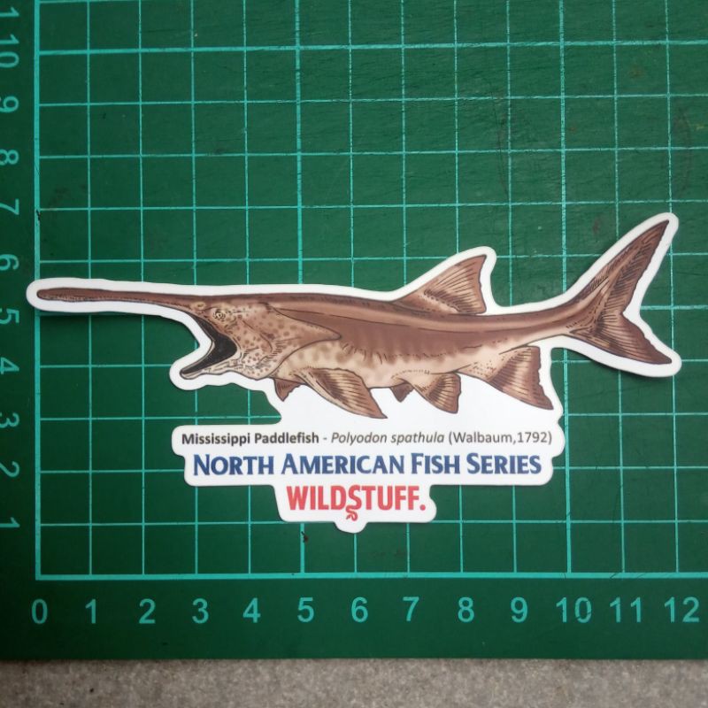Jual Sticker Wildstuff Mississippi Paddlefish Polyodon spathula ...