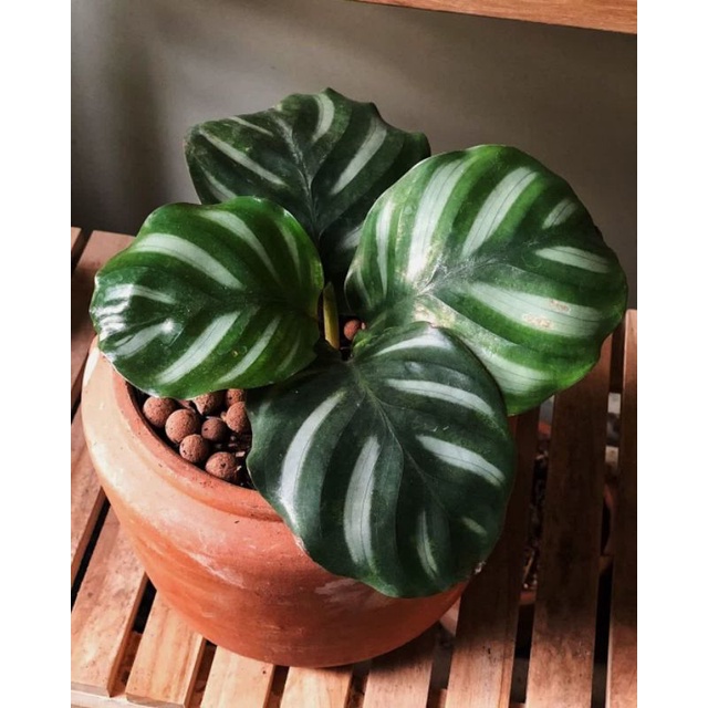 Jual Tanaman bunga calathea fasciata 5 daun / kalatea pasciata | Shopee ...