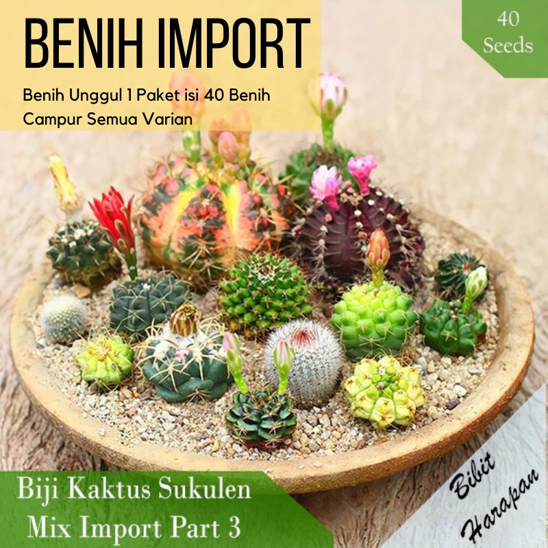Jual Benih Bibit Biji Kaktus Succulent Sukulen Mix Import isi 40 ...
