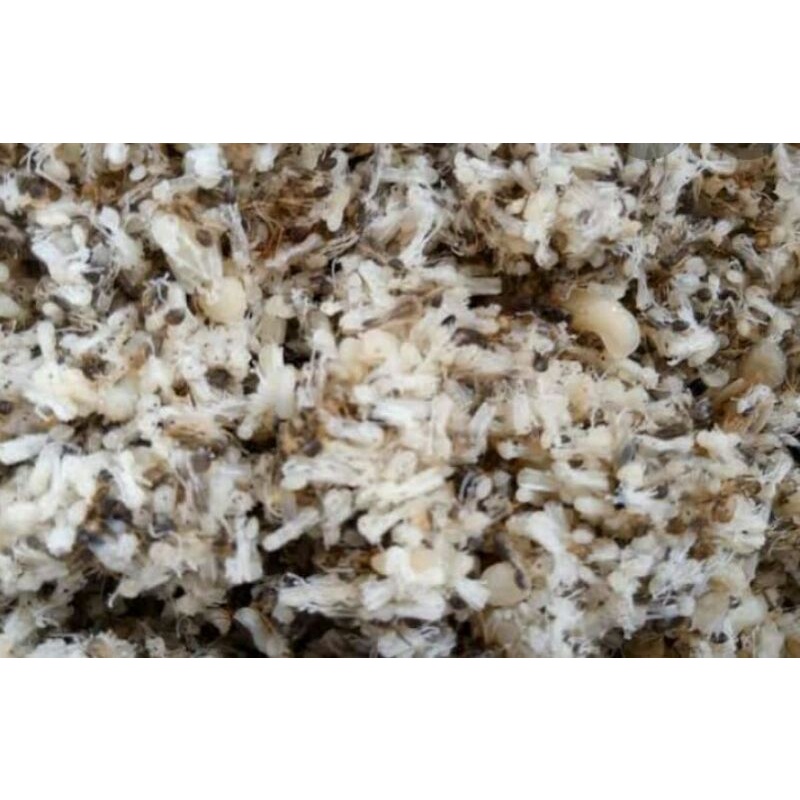 Jual Kroto Pera Kering Super Segar/Telur Semut Rangrang Indukkan Untuk ...