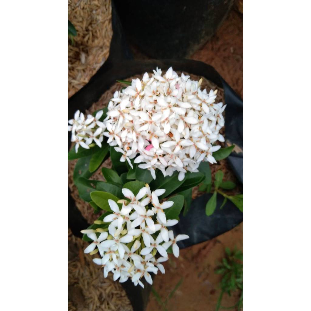 Jual BUNGA ASOKA / SOKA JAMBON CANTIK / BUNGA OUTDOOR / TANAMAN HIAS ...