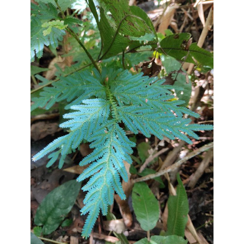 Jual Pakis biru hutan | Shopee Indonesia