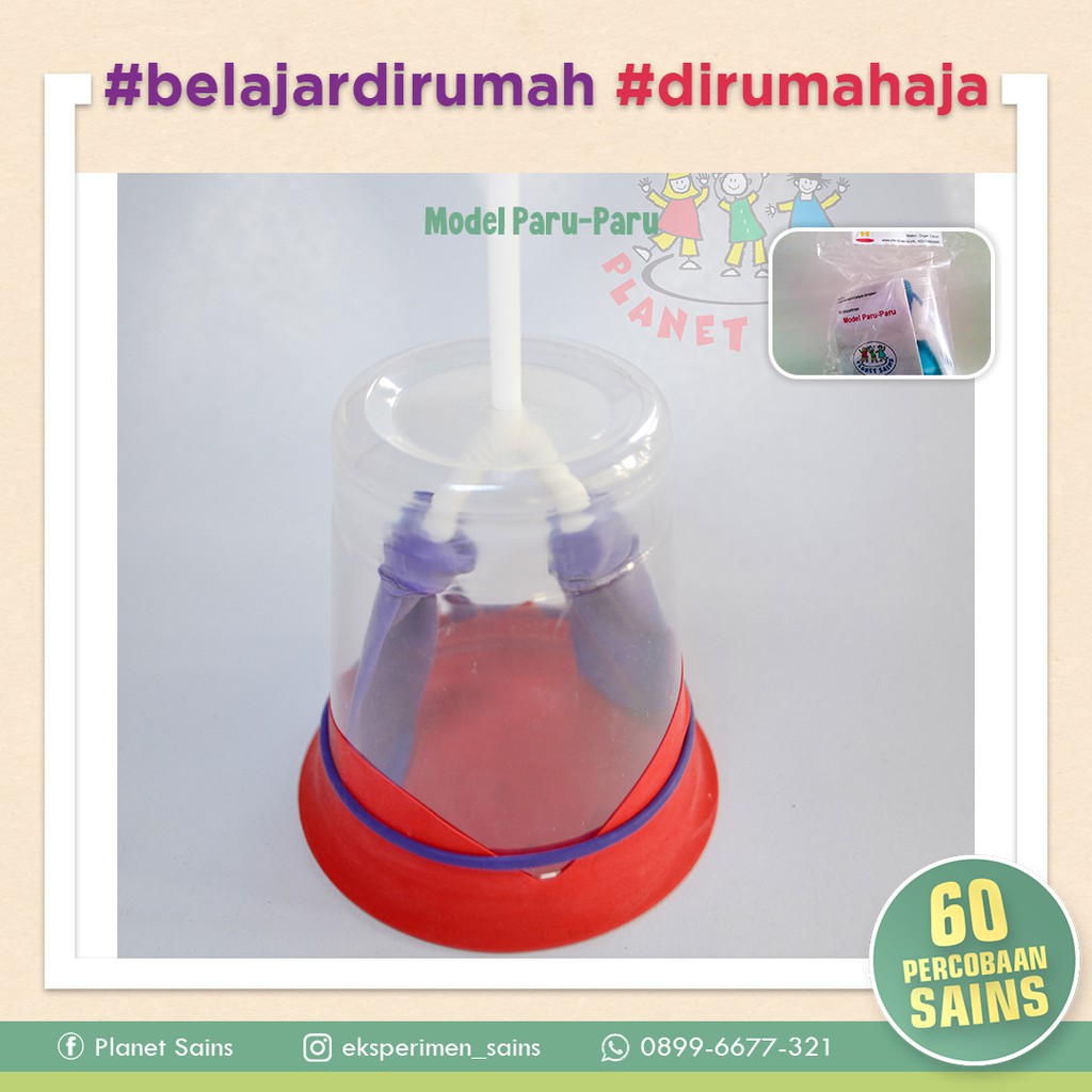 Jual MODEL PARU PARU - Mainan Anak SD - Eksperimen Sains #dirumahaja ...