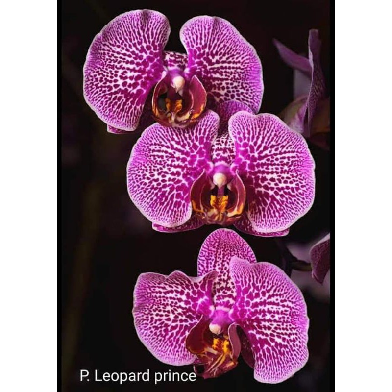 Jual anggrek remaja bulan leopard prince hybrid | Shopee Indonesia