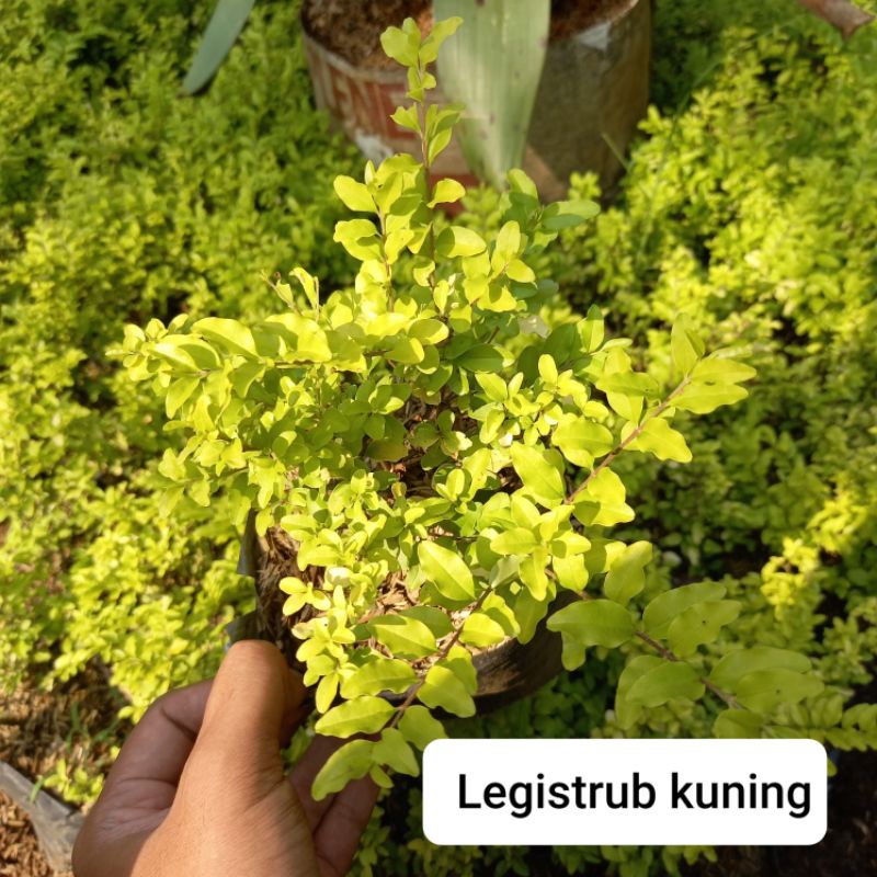 Jual TANAMAN HIAS LEGISTRUM GOLDEN | Shopee Indonesia