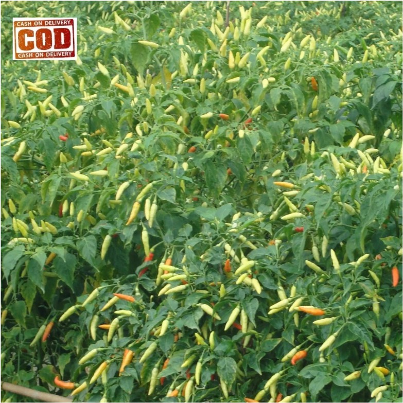 Jual CABE RAWIT PUTIH -20PCS BIJI / BIBIT / BENIH - CABE RAWIT PUTIH ...