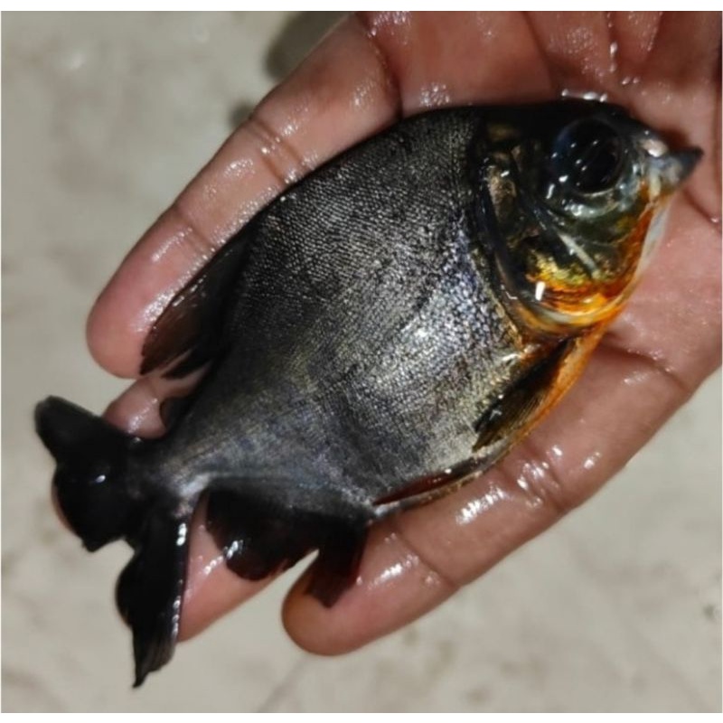 Jual black pacu lokal (size 3 jari) | Shopee Indonesia