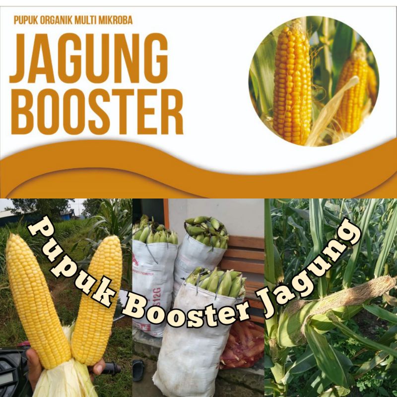 Jual Pupuk booster JagungMurah Pupuk booster buah organik non kimia ...