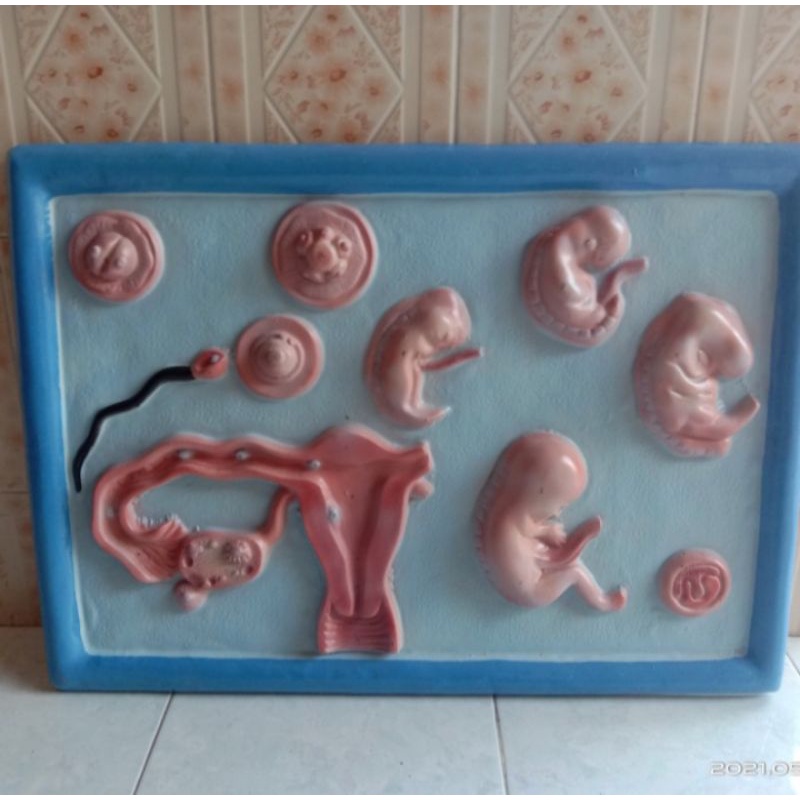 Jual Alat Peraga Pendidikan Model Penampang Sel Embrio Manusia | Shopee ...